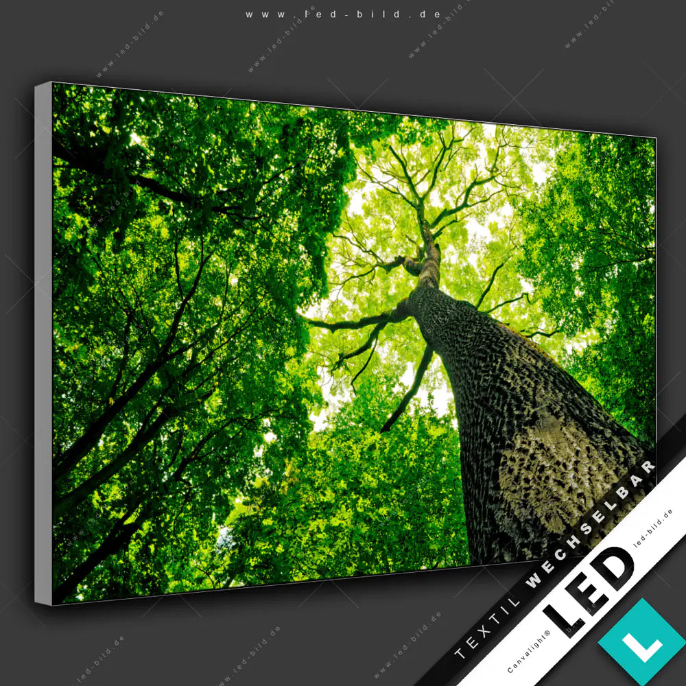 Canvalight® LED-Bild 💚 Baum im Wald | Landschaften, Wald - Bäume | Querformat – LED-Bild.de