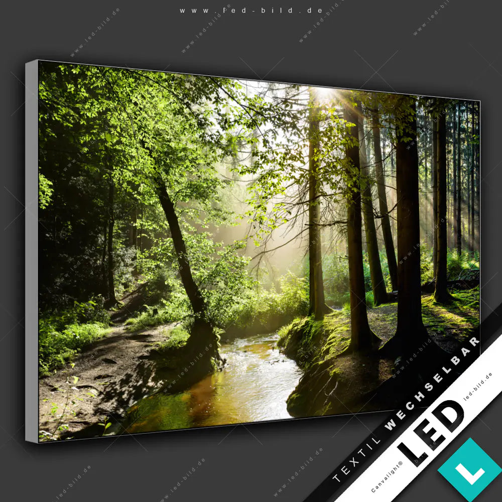 Canvalight® LED-Bild 💚 Im Wald | Landschaften, Wald - Bäume ...