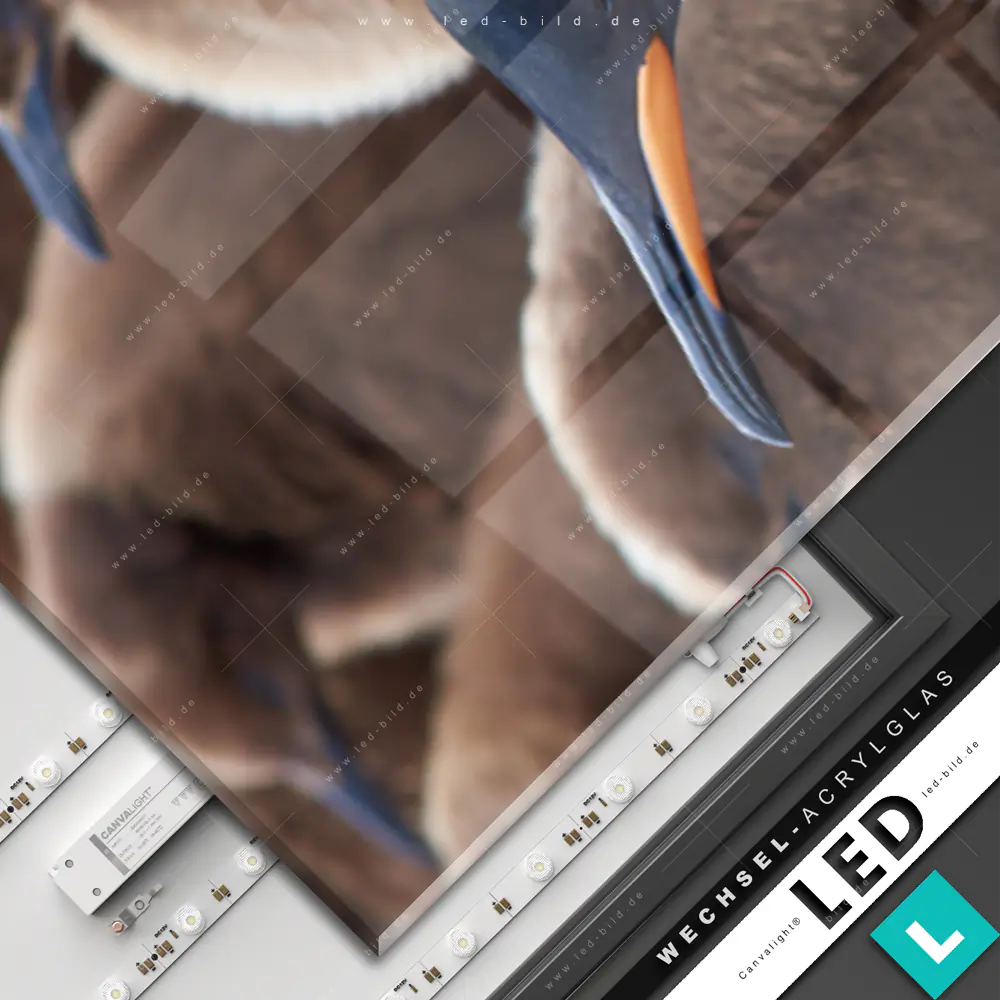 LED-Wechsel-Bild Canvalight® DIA Baby Pinguine | Tierwelt | Schmal ...