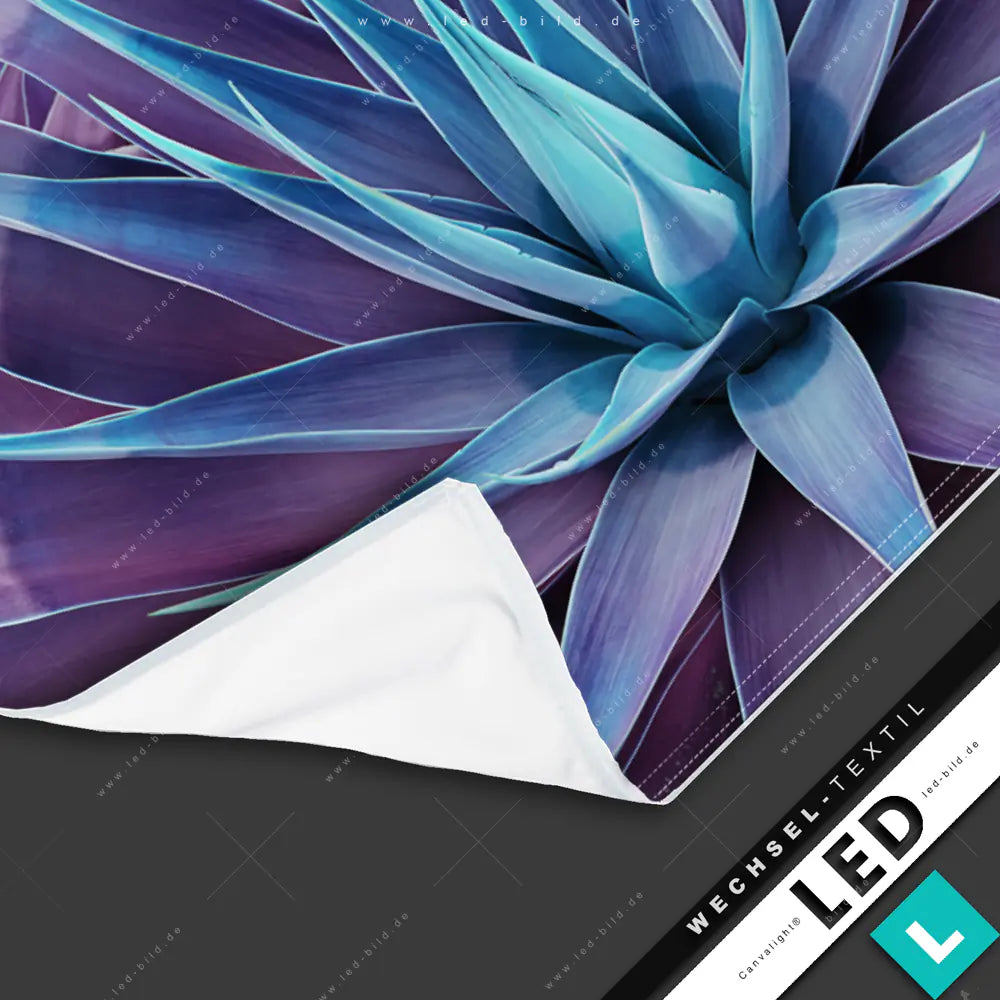 Wechsel-Textil Agavenpflanze | LED-Bild Canvalight® TEX Querformat ...